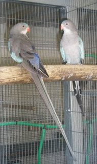 Aves da Vera e do Ricardo: Princesa de Gales